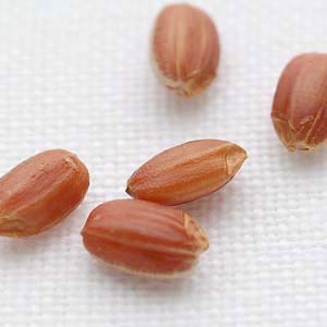 Mixed Grains - Hakubaku | Ramen, Soba, and Udon Noodles from Japan