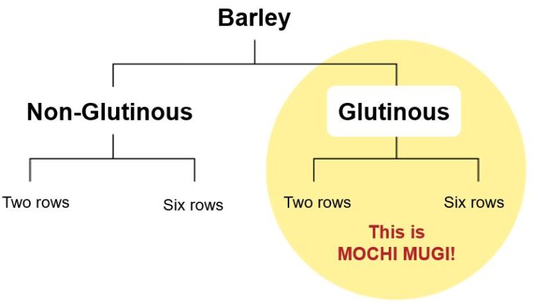 Different types of barley: "MOCHI MUGI (Glutinous barley)," "Pearled ...